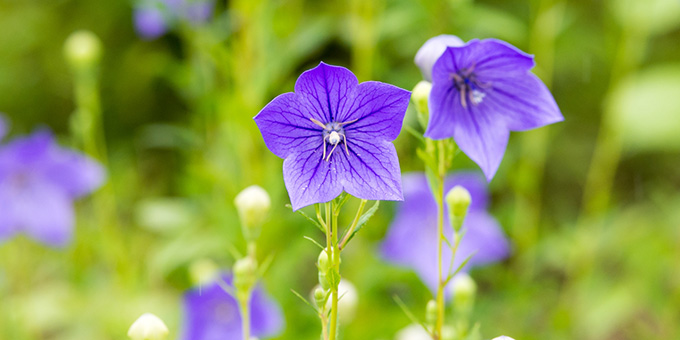 桔梗色（ききょういろ）の色見本 | 色彩図鑑 - カラーセラピーランド